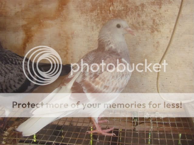 Nice Little Red Check | Pigeon-Talk