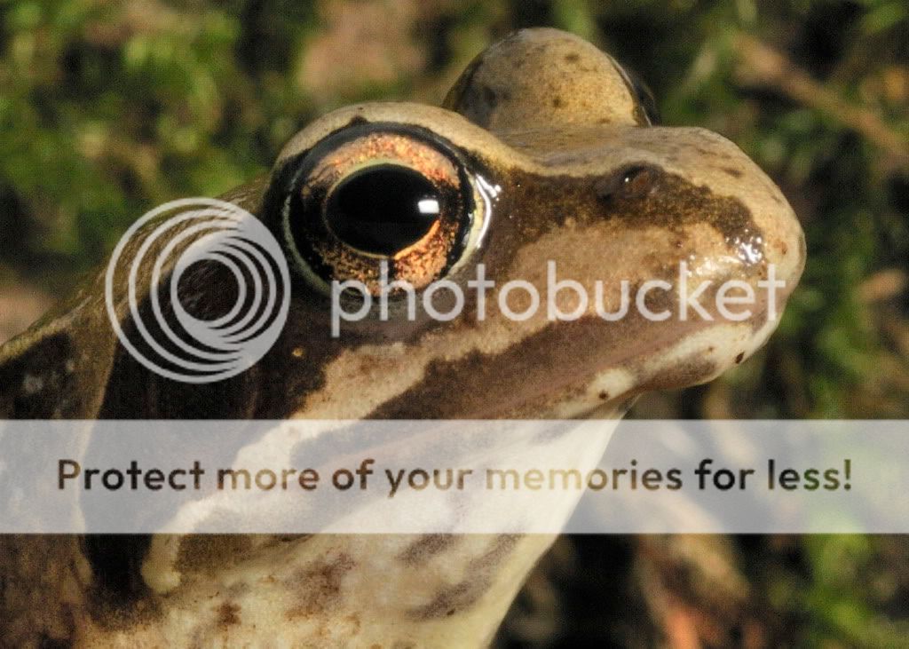 My First Frog Pictures | Reptile Forums